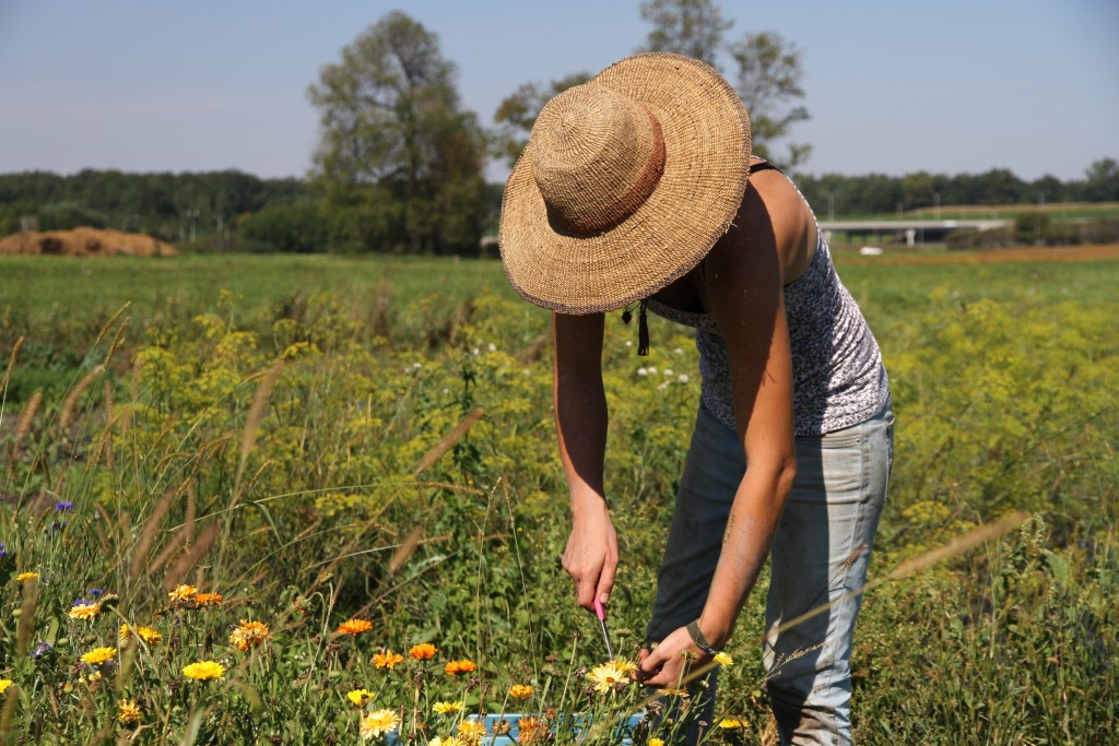 Growing Young Farmers at the MacDonald Student Gardens - Young Agrarians