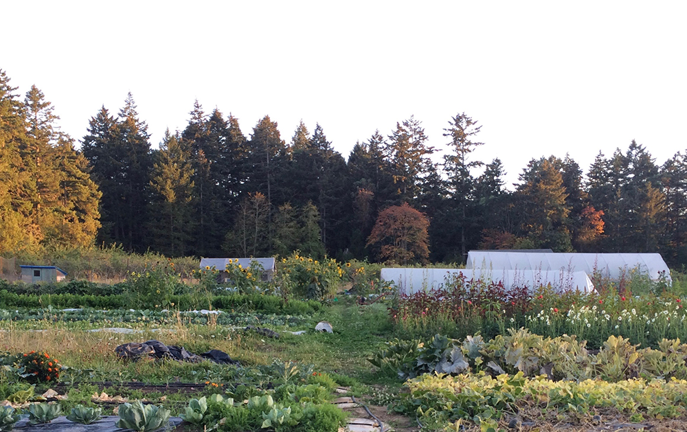 JULY 16: SAANICH, BC - Little Mountain Farm Tour + Potluck - Young ...