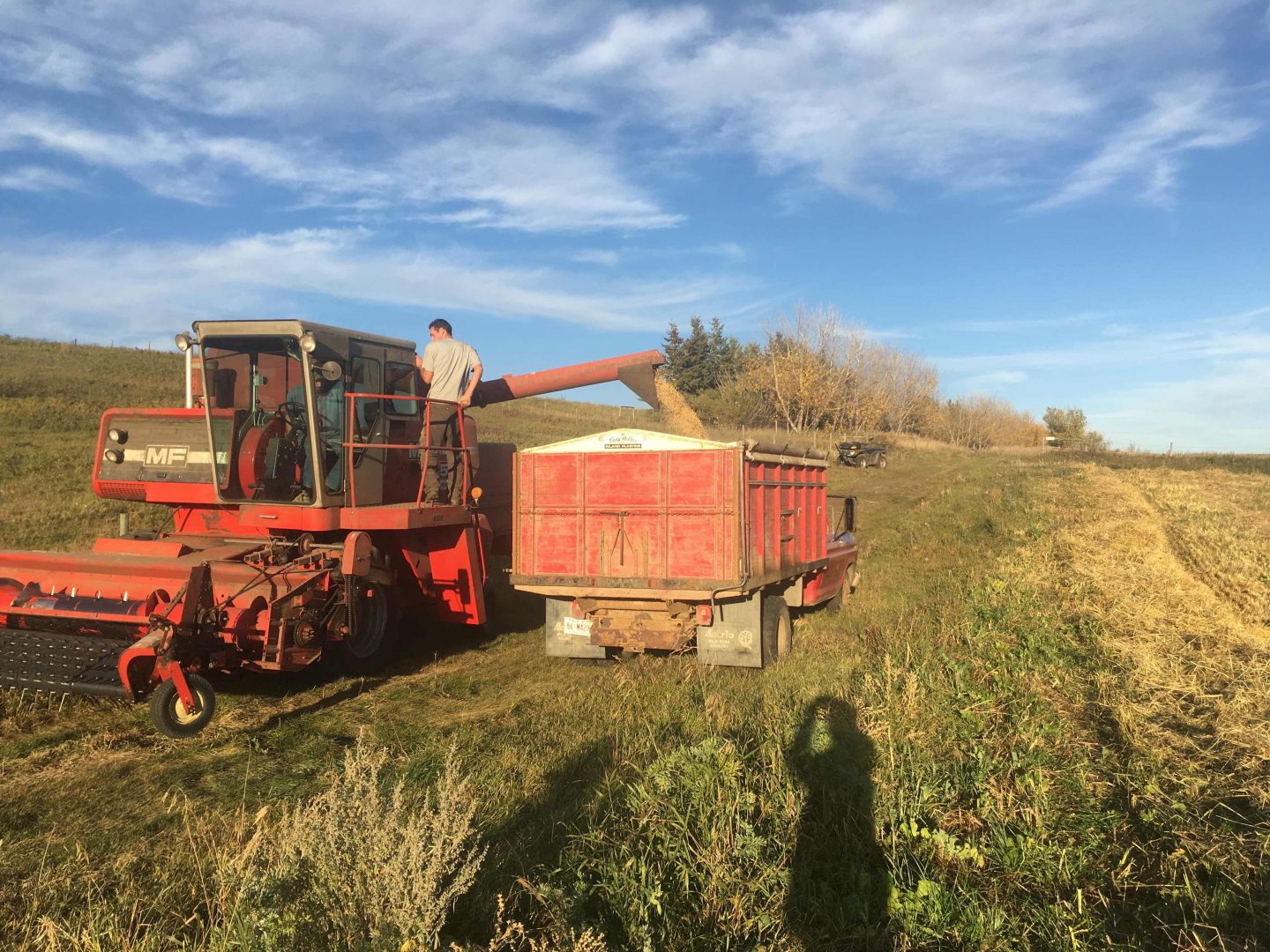 Grass Roots Family Farm_Grain - Young Agrarians