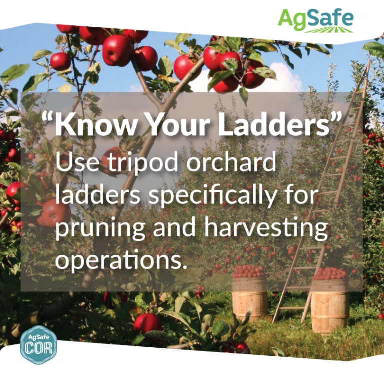 Ladder Safety flyer AgSafe - Young Agrarians