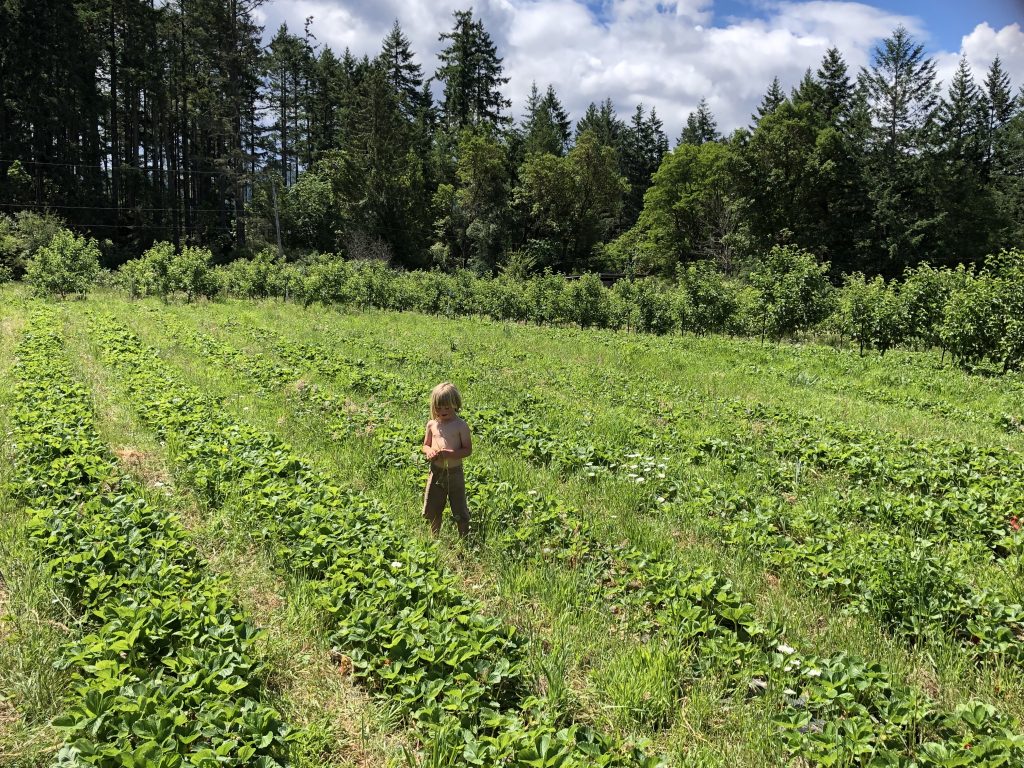 FARM JOB: SALT SPRING ISLAND, BC - Golden Tree Farm, Lead Farmer