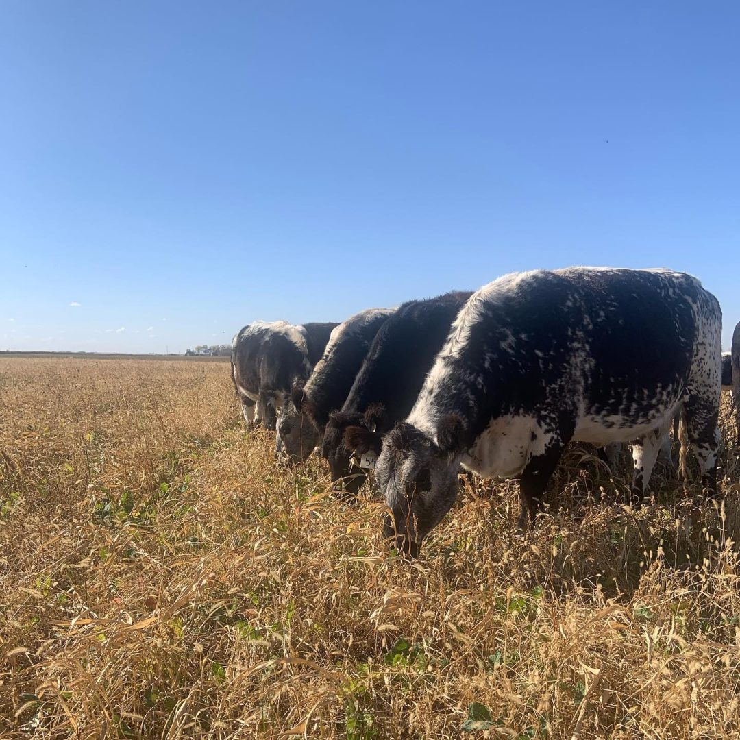 YA APPRENTICESHIP 2024: CARTWRIGHT, MB - FRESH ROOTS FARM - Young Agrarians