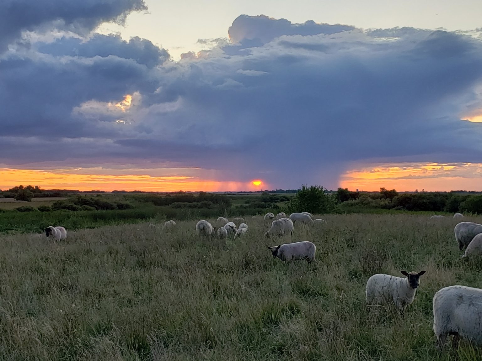 YA APPRENTICESHIP 2022: CARTWRIGHT, MB – MCDONALD FARM - Young Agrarians