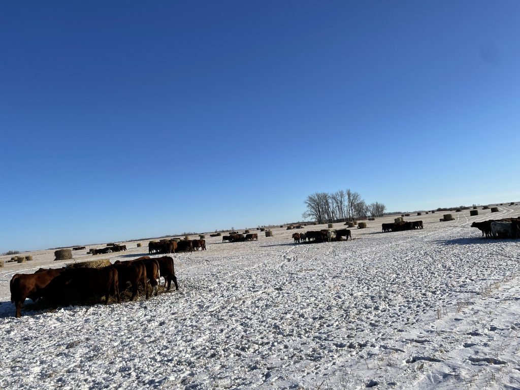 YA APPRENTICESHIP 2024: CARTWRIGHT, MB – BOUNDY FARMS LTD. - Young ...