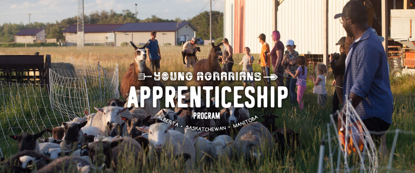 Young Agrarians - Growing the next generation of farmers and food ...