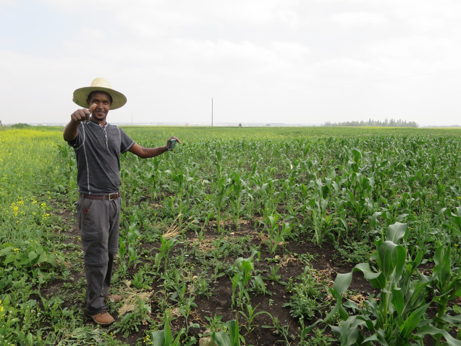 Meet the Ethiopian Farmer growing Anchote in Edmonton - Young Agrarians