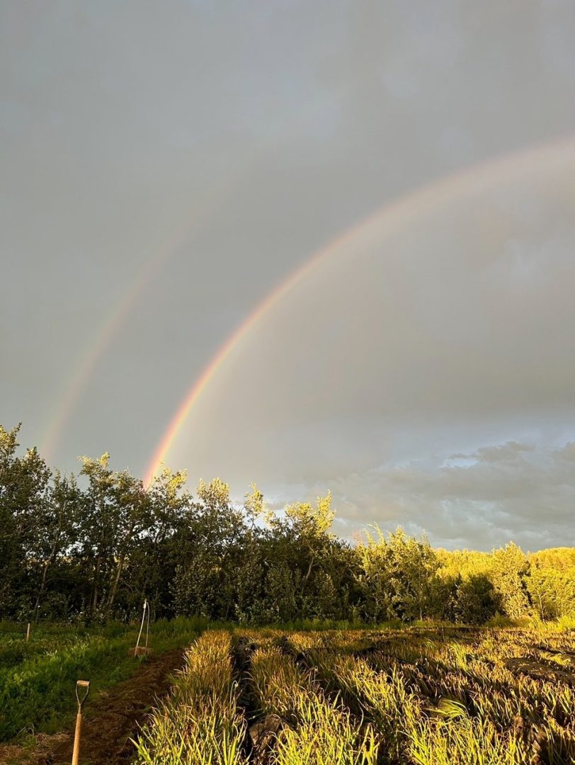BMN 2024 - Trent and Katie Romanow - Cluck and Clove - Rainbow - Young ...