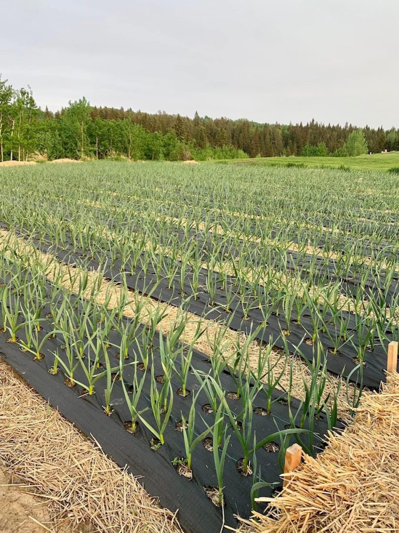 BMN 2024 - Trent and Katie Romanow - Cluck and Clove - Garlic Field ...