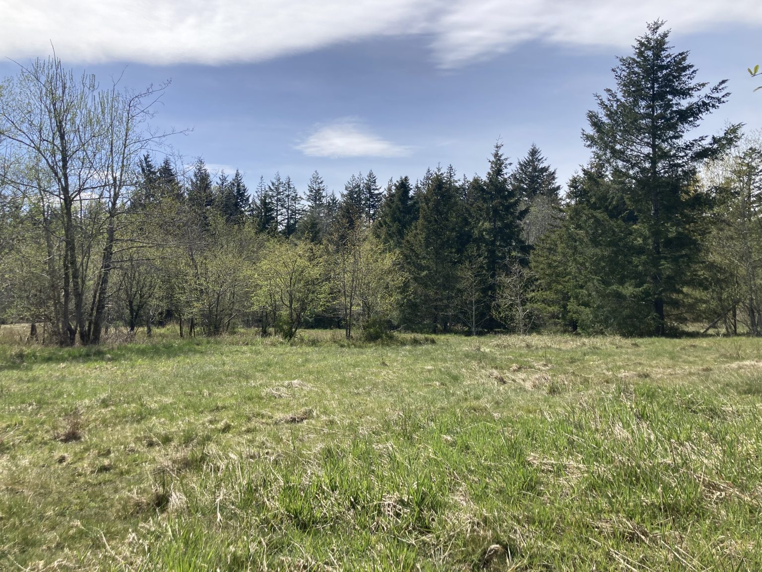 LAND OPPORTUNITY: 25+ acres of mixed woodland and pasture for livestock ...