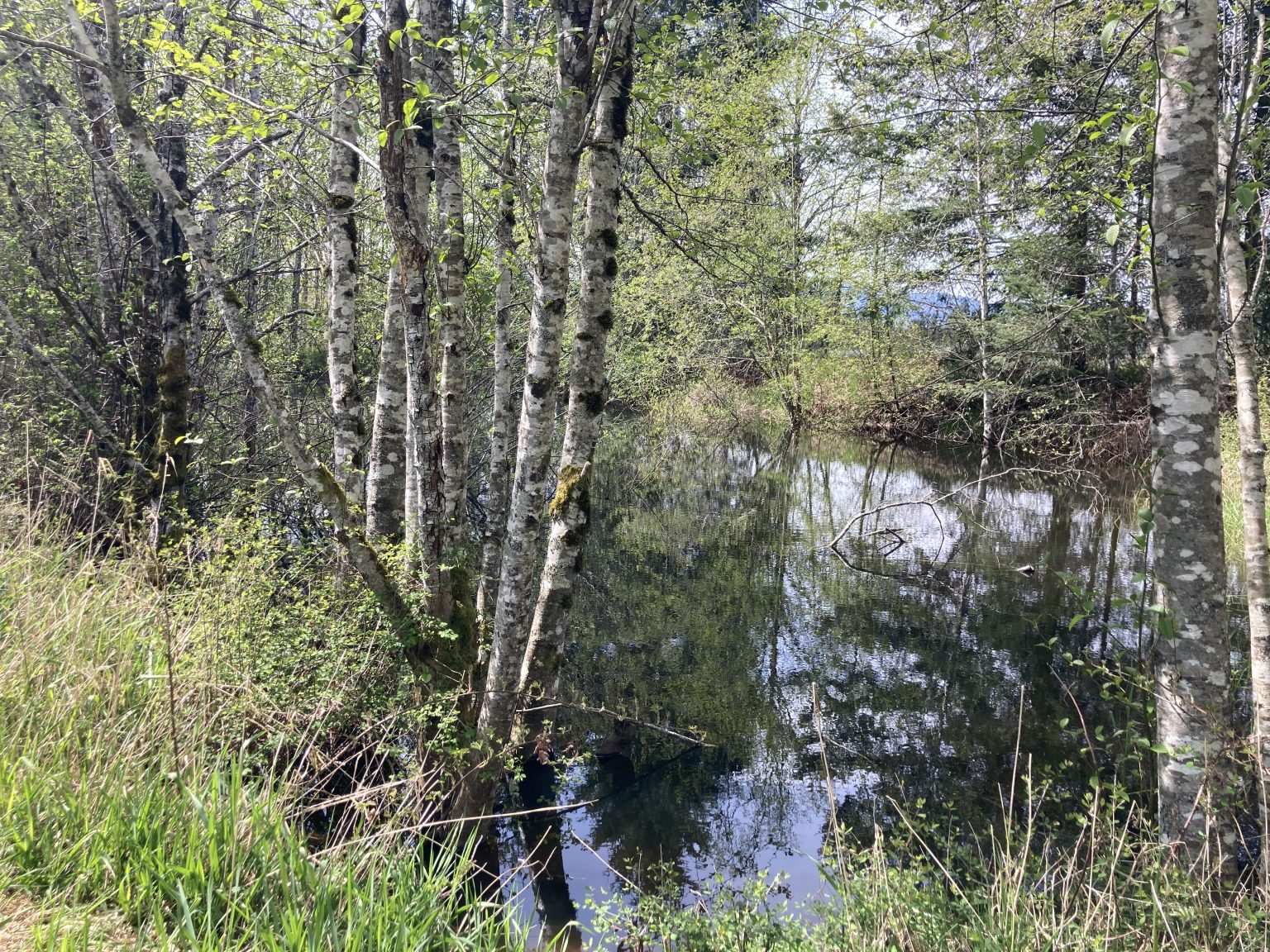 LAND OPPORTUNITY: 25+ acres of mixed woodland and pasture for livestock ...