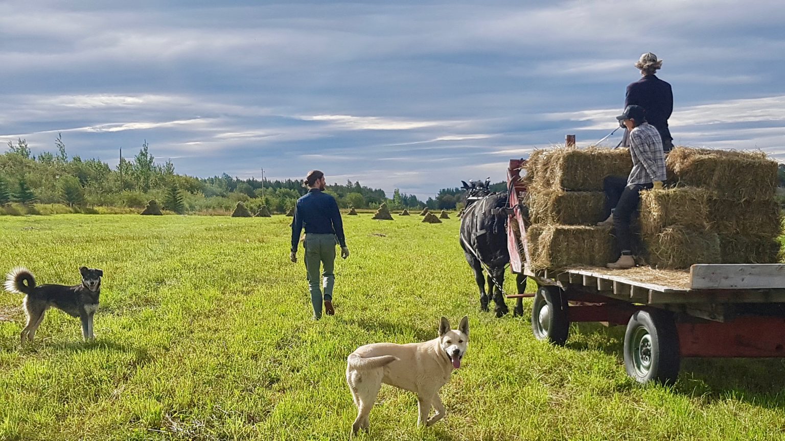LAND ACCESS STORIES: Wildwood Farm - Pouce Coupe, BC - Young Agrarians