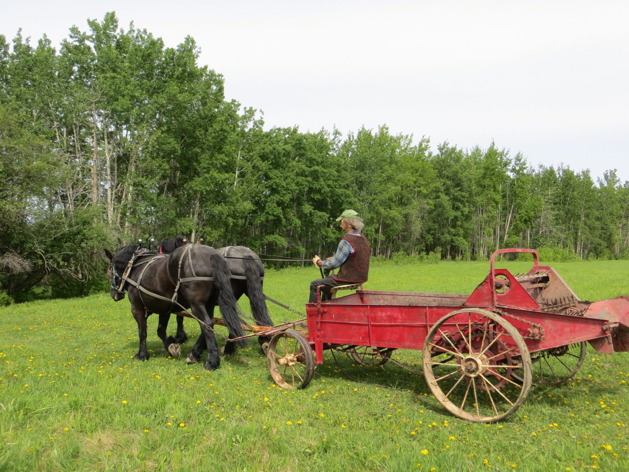 LAND ACCESS STORIES: Wildwood Farm - Pouce Coupe, BC - Young Agrarians