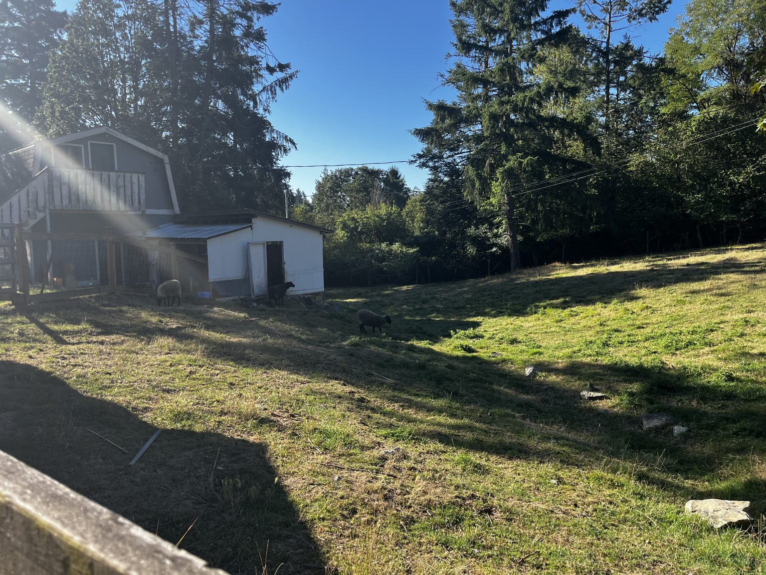 [FILLED] LAND OPPORTUNITY: Rabbits, Sheep, and Chickens on an ...