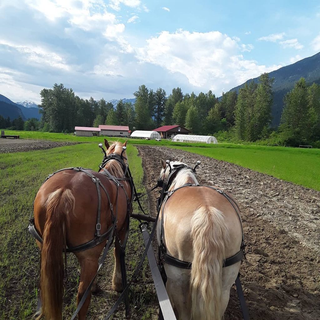 FARM JOB: Pemberton, BC - Four Beat Farm, Vegetable Farm Field Crew ...