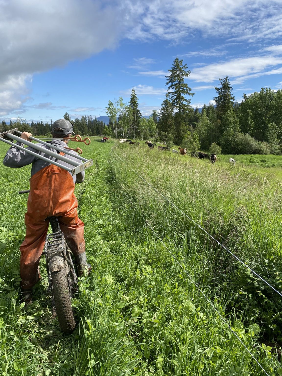 FARM JOB: Armstrong , BC - Fresh Valley Farms, Regenerative Livestock ...