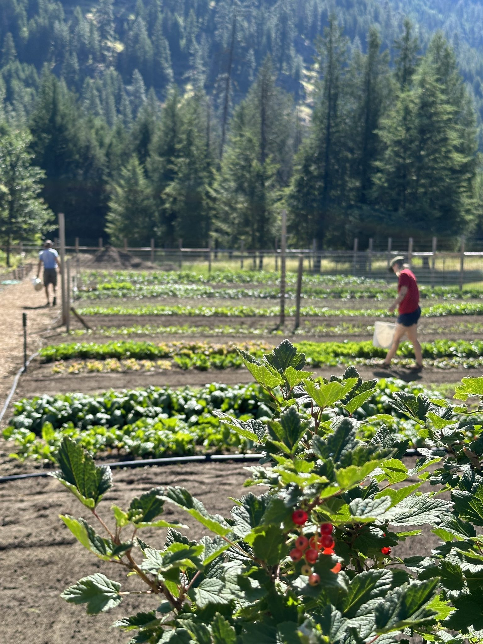 FARM JOB: Winlaw, BC - Elk Root Conservation Farm Society, Wildlife ...