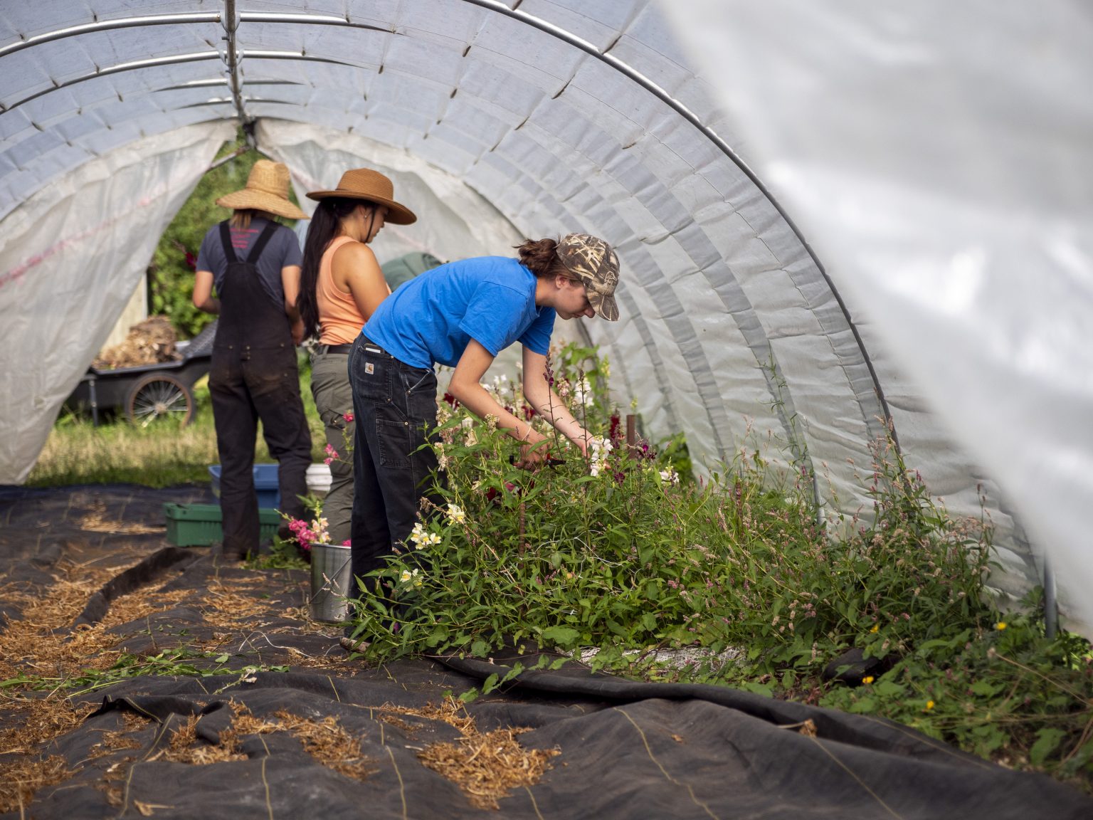 FARM JOB: Vancouver, BC - UBC Farm, Field Assistant - Young Agrarians