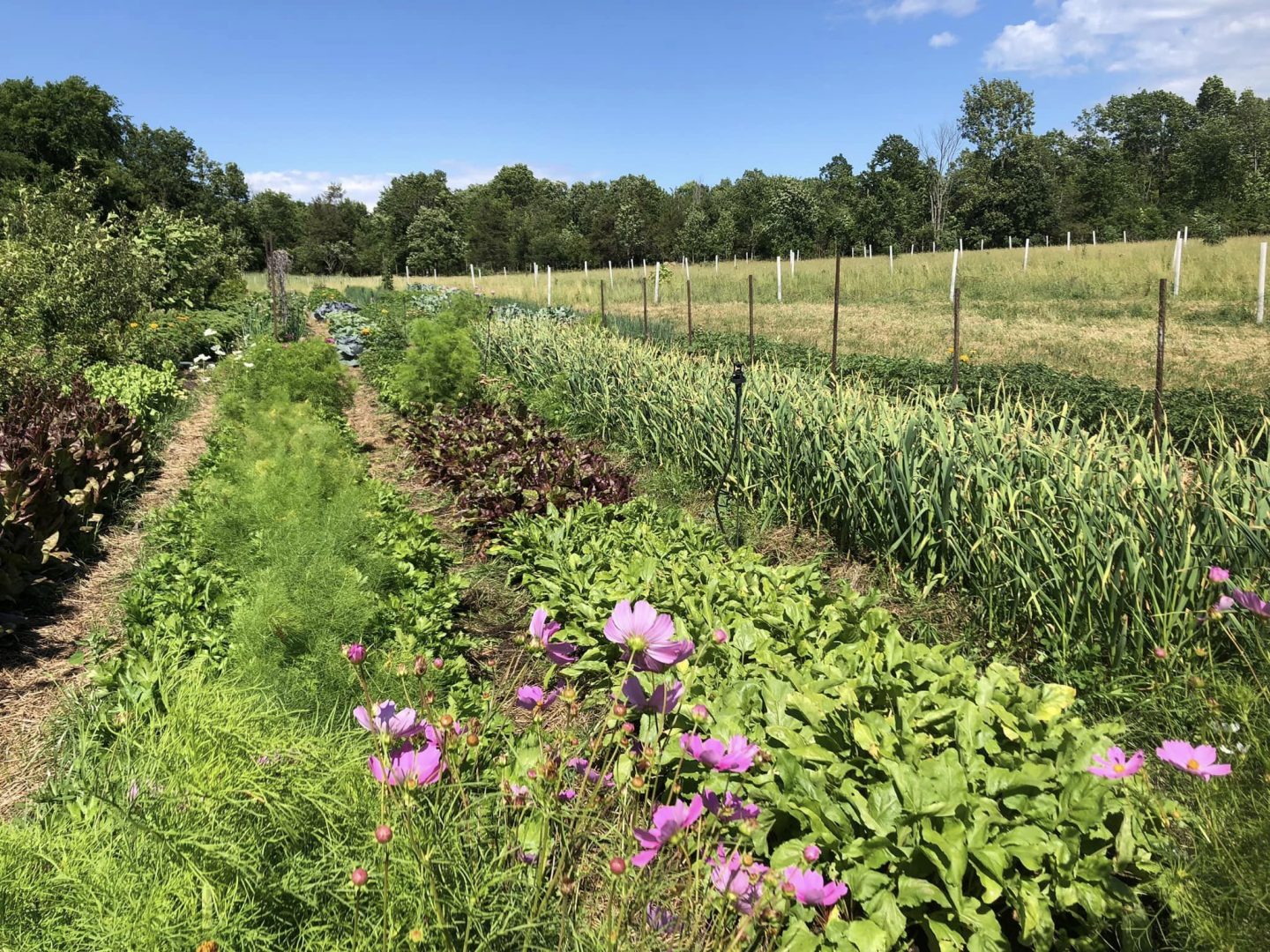 FARM JOBS: Kingston, Ontario - Brôma, Summer Farm Hand