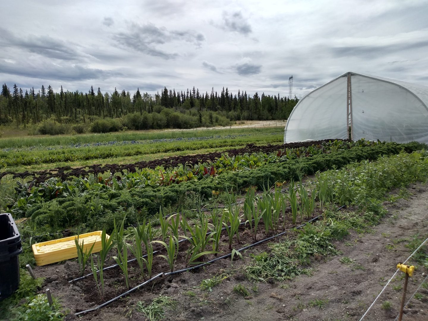 Felicity-Farm-1 - Young Agrarians