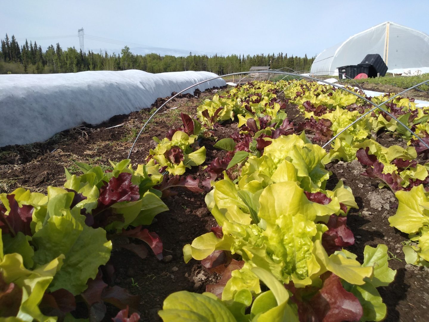 Felicity-Farm-2 - Young Agrarians