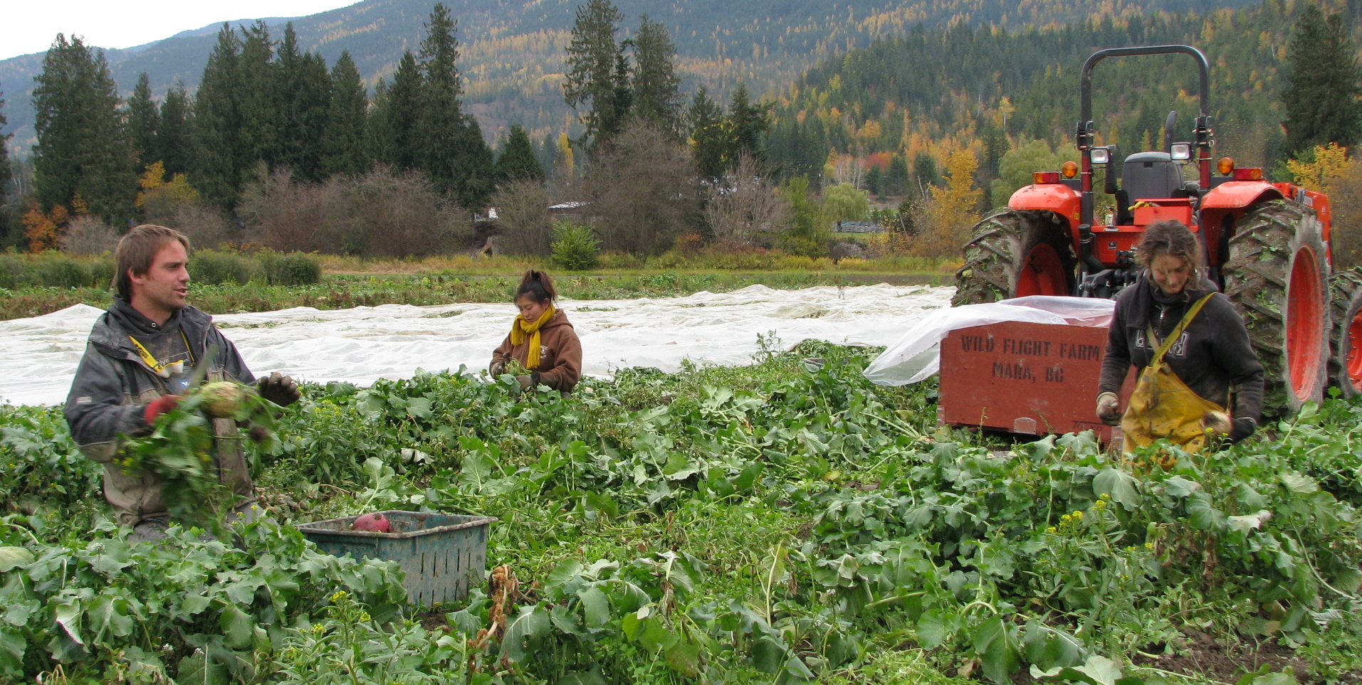 FARM JOB: Mara, BC - Wild Flight Farm, Organic Production Field Lead